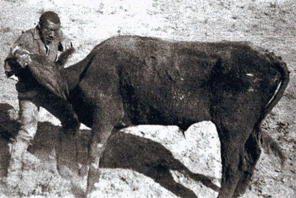 Bill Pickett, Inventor of Bulldogging, Legendary Cowboy